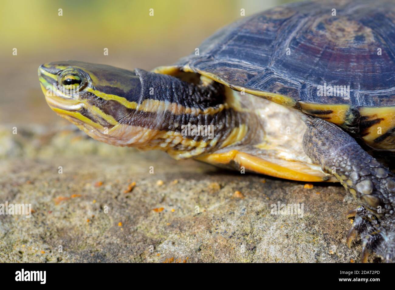 Annam Leaf Turtle (Mauremys annamensis). Head and fore body profile ...