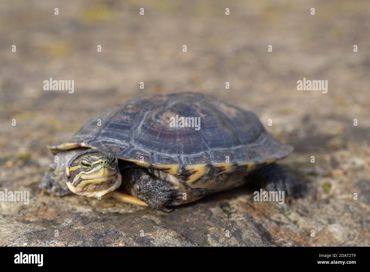 Vietnamese or Annam Pond Turtle or Vietnamese Leaf Turtle (Mauremys ...