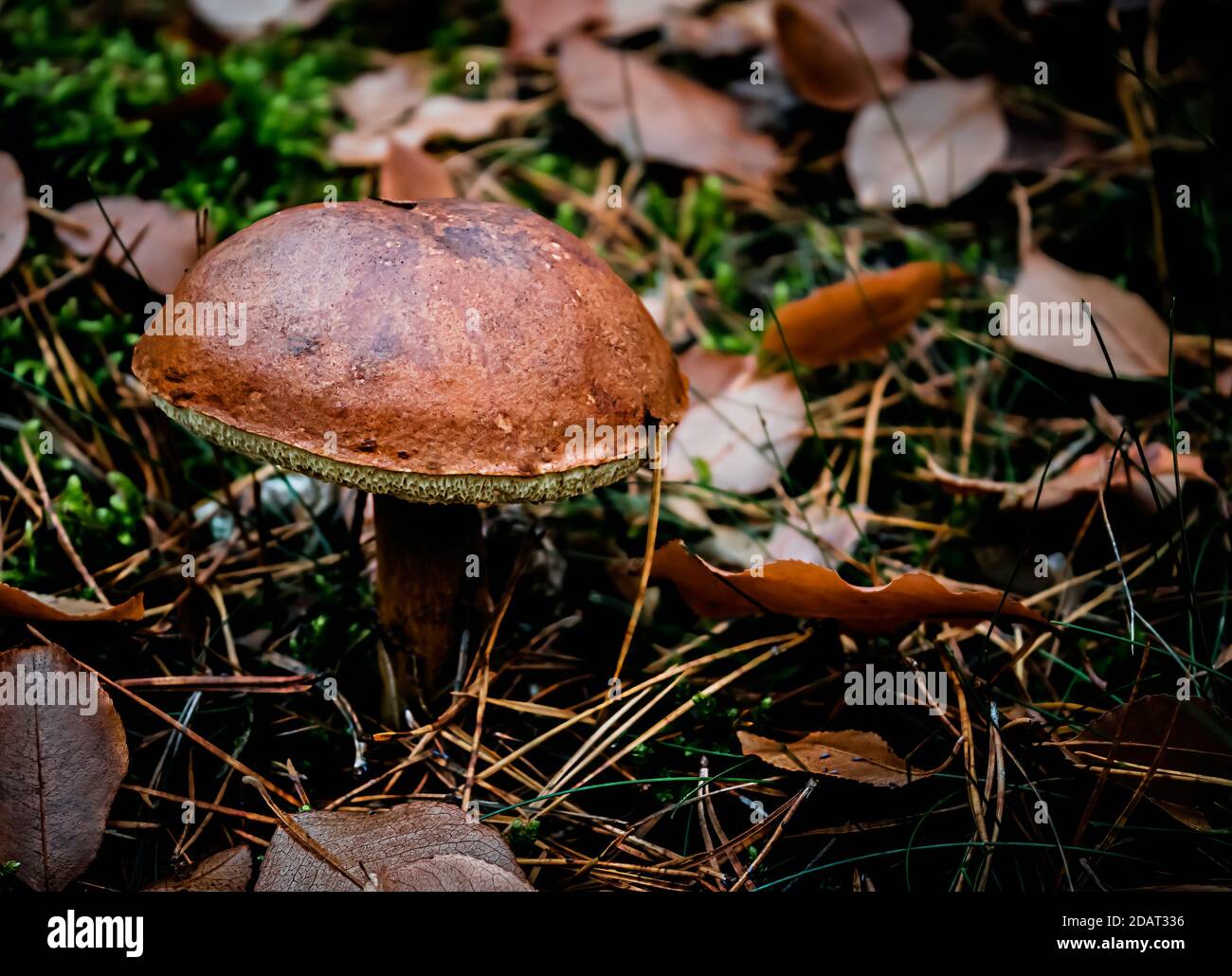 Fungi Fungus Mushroom Orange High Resolution Stock Photography and ...