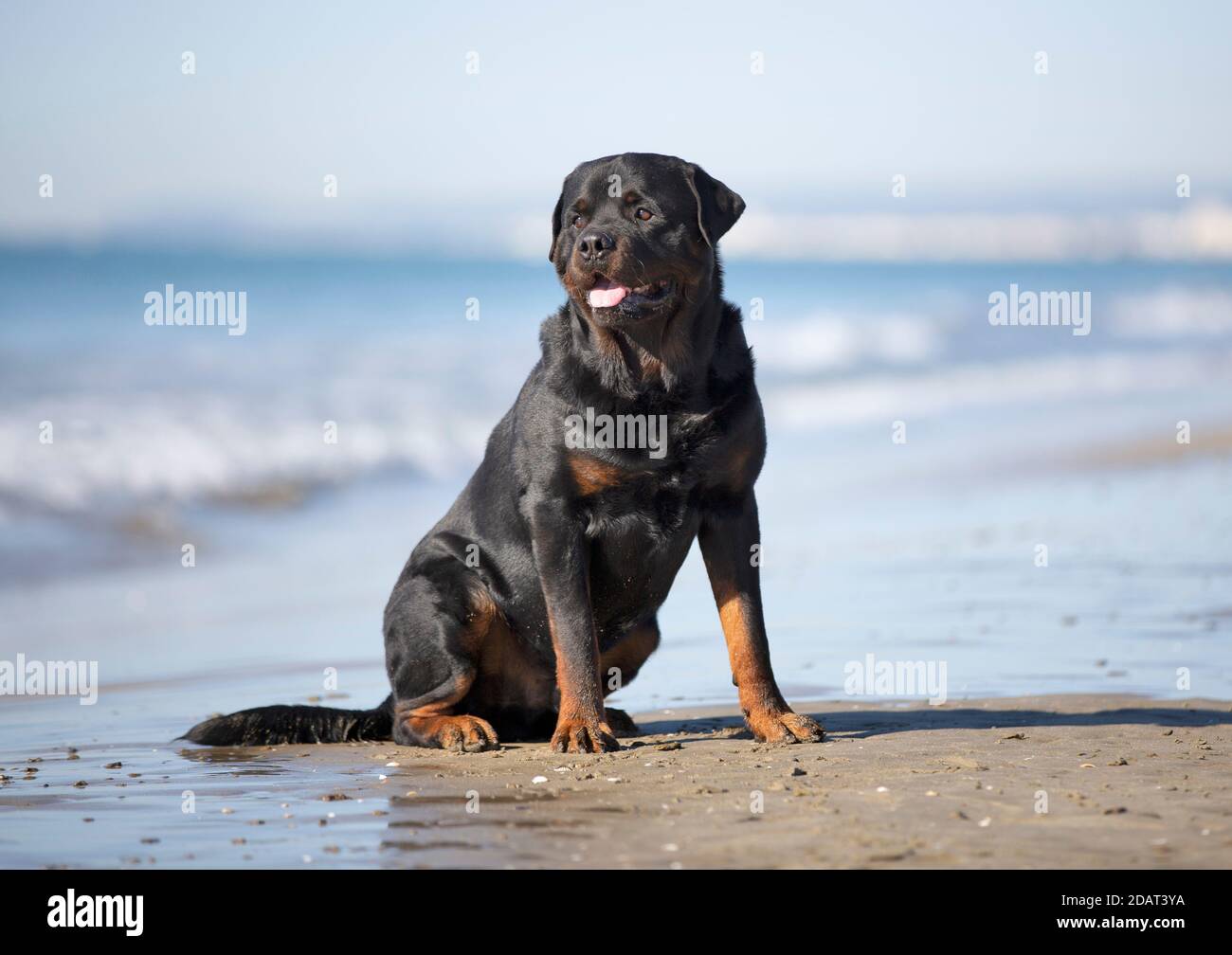 purebred rottweiler sitting on the beach in summer Stock Photo - Alamy