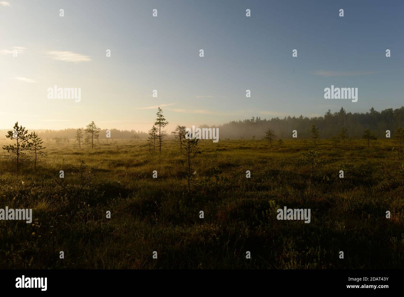 Morning sunlight on a forest swamp above low pine trees Stock Photo - Alamy