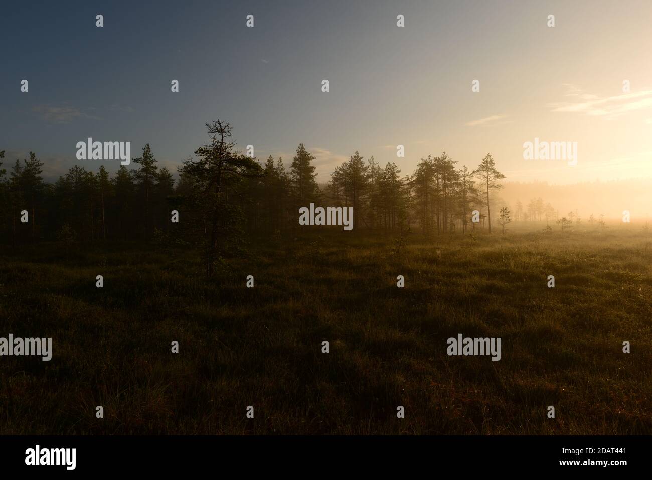 Forest swamp in the bright glow of the morning sun Stock Photo - Alamy