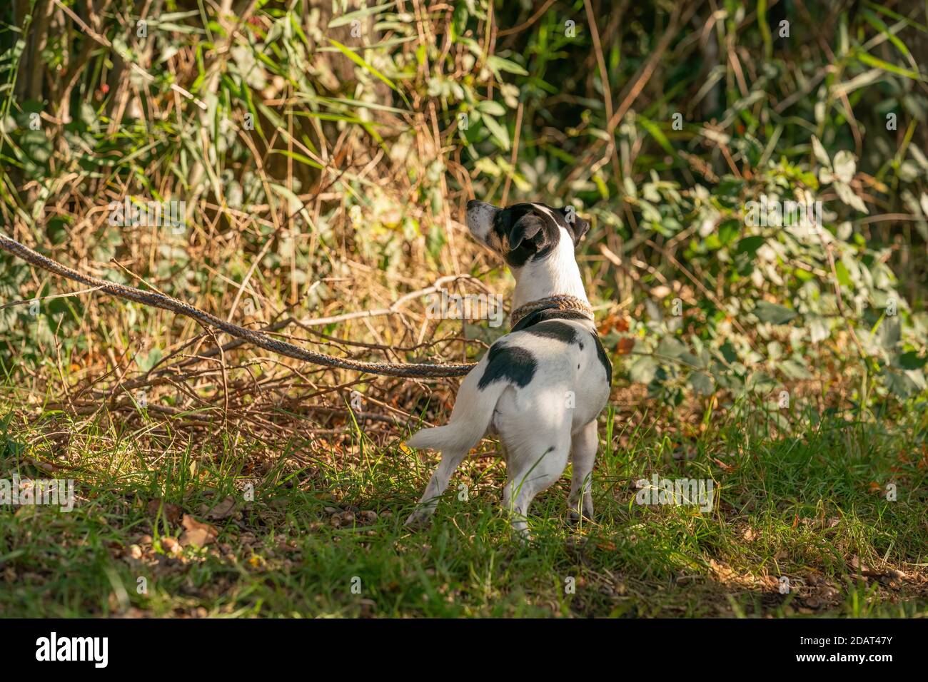 Sad dog left alone in a forest, tied with a rope to a tree. Consept ...