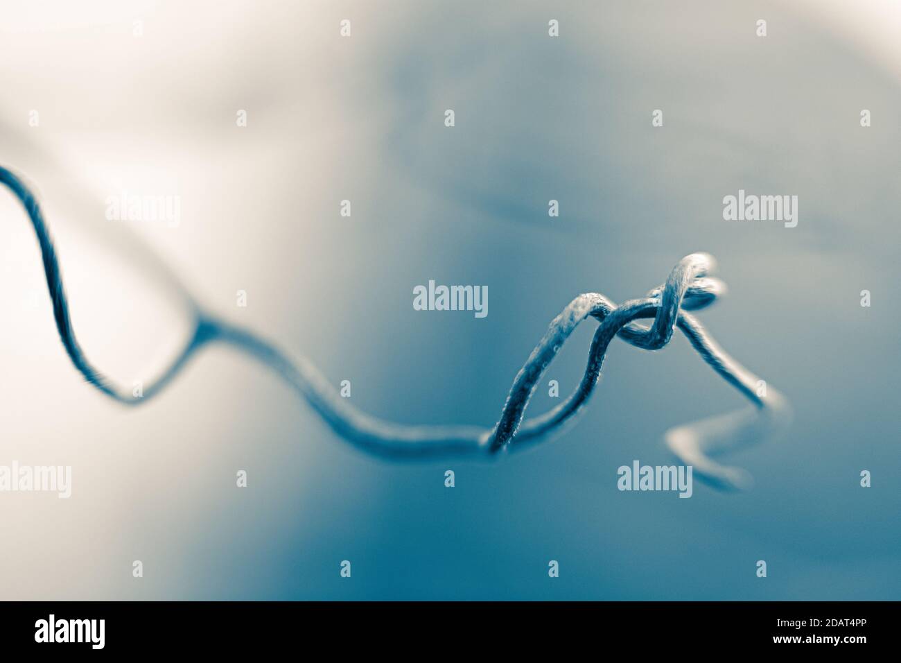 Delicate tendrils spiral hi-res stock photography and images - Alamy