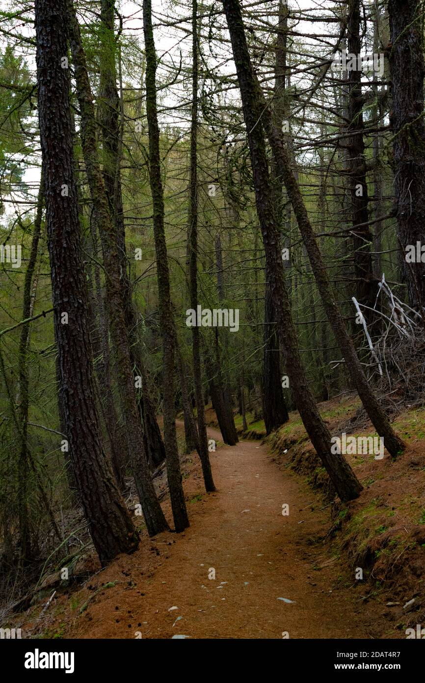 leafless trees leaning across path in forest Stock Photo - Alamy