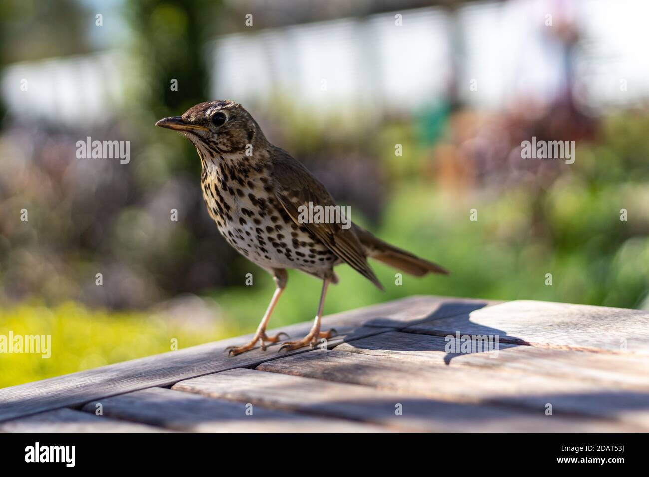 Side on cafe new zealand hi-res stock photography and images - Alamy