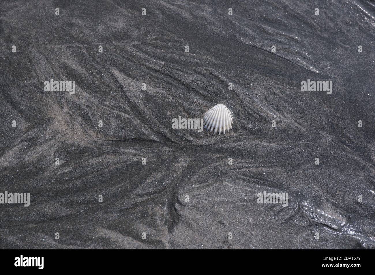 Sea Shell On Sandy Beach With Small Ripple Marks Stock Photo - Alamy