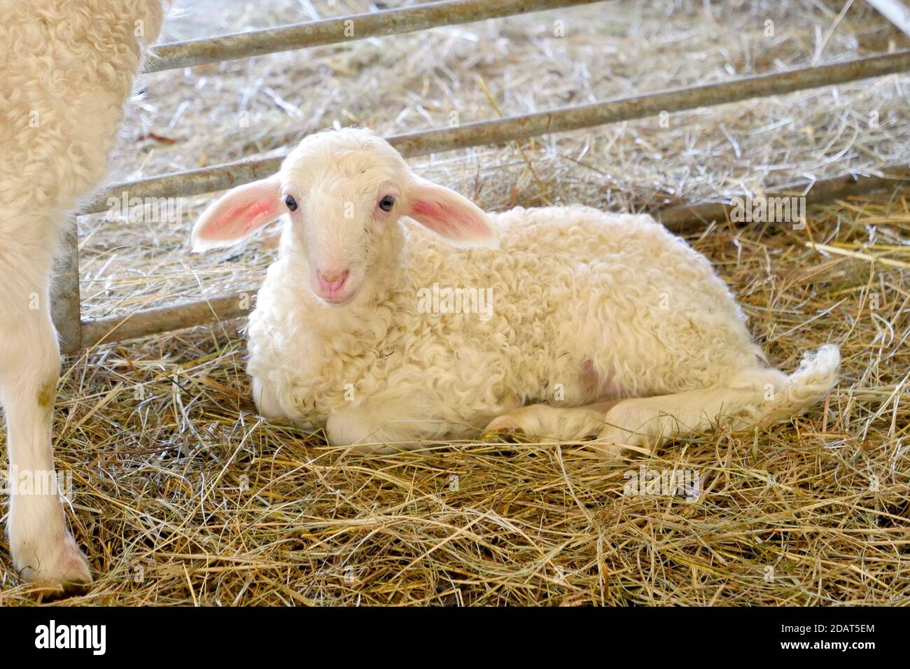 Sheep, lamb on a farm in the barn, Gironde Stock Photo - Alamy