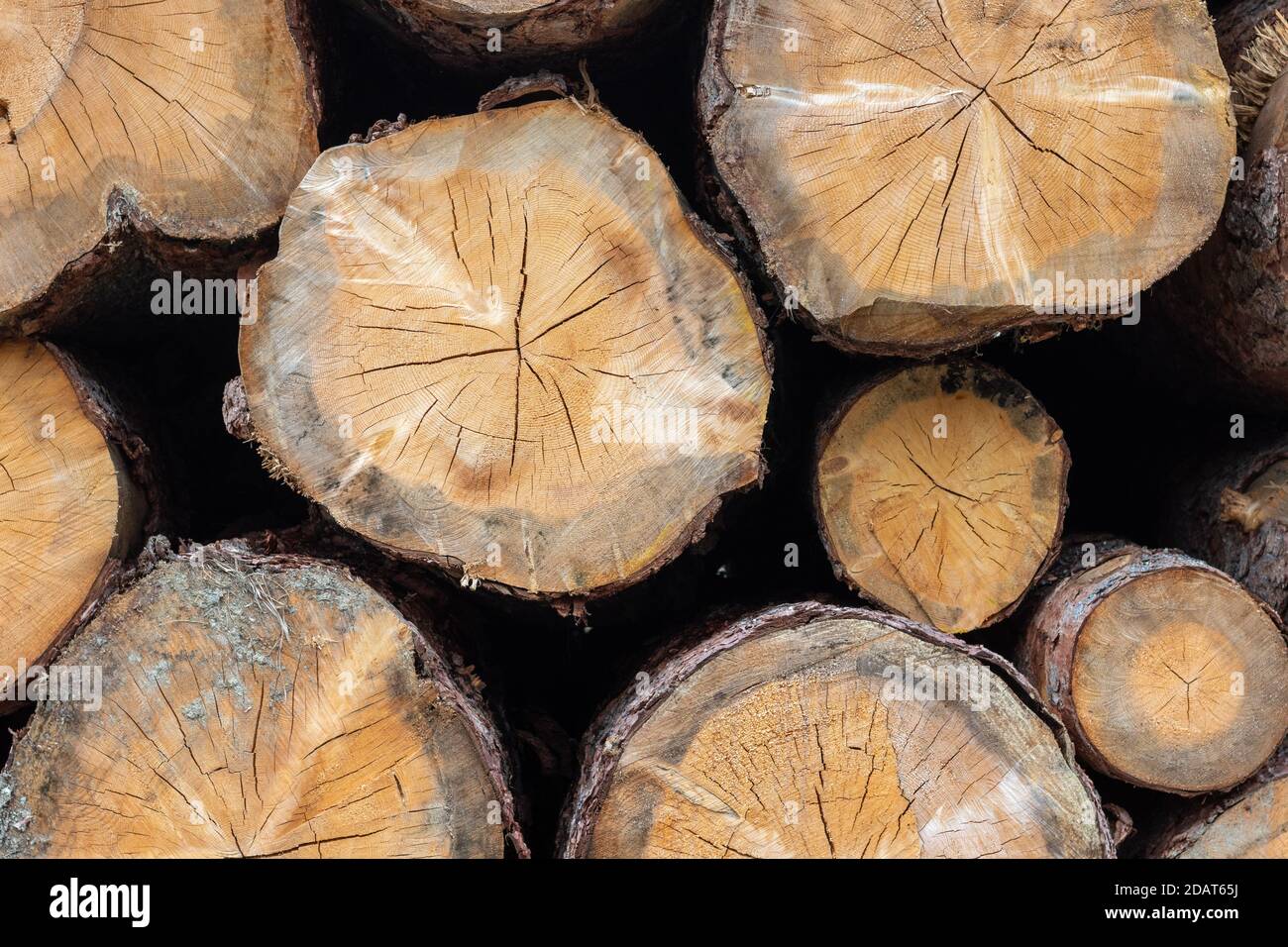 Tree slice hi-res stock photography and images - Alamy