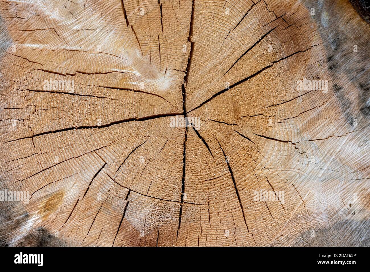 Slice of tree log close up reavealing year rings and chainsaw marks ...