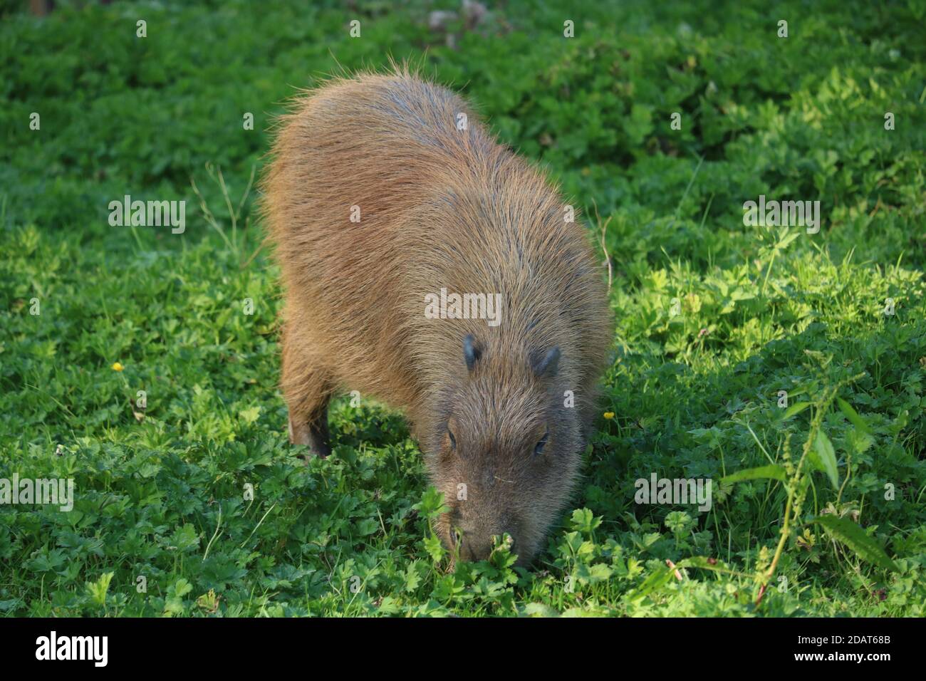 Cute capybara hi-res stock photography and images - Alamy
