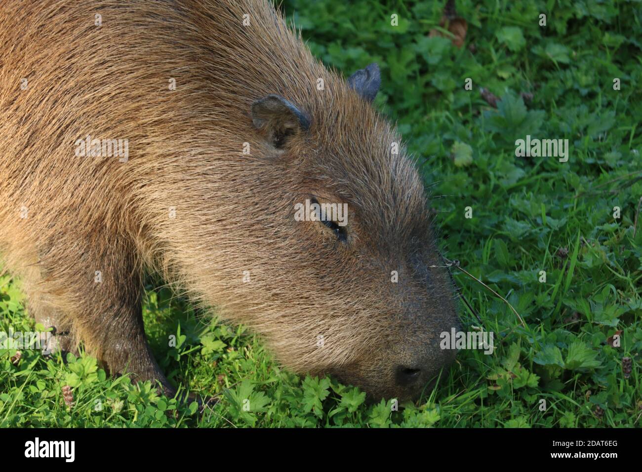Capybara hi-res stock photography and images - Alamy