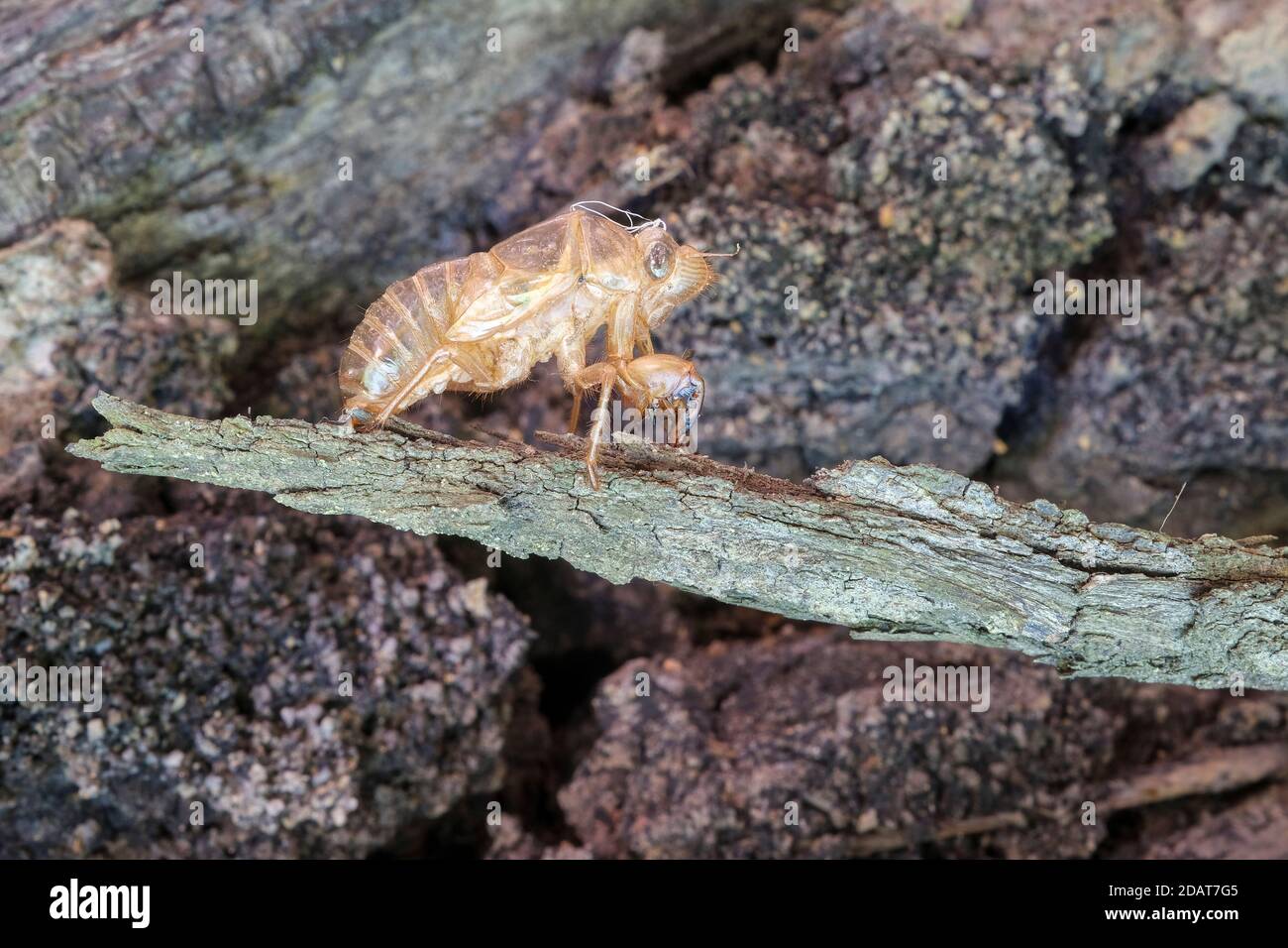 Cicada nymph exoskeleton hi-res stock photography and images - Alamy