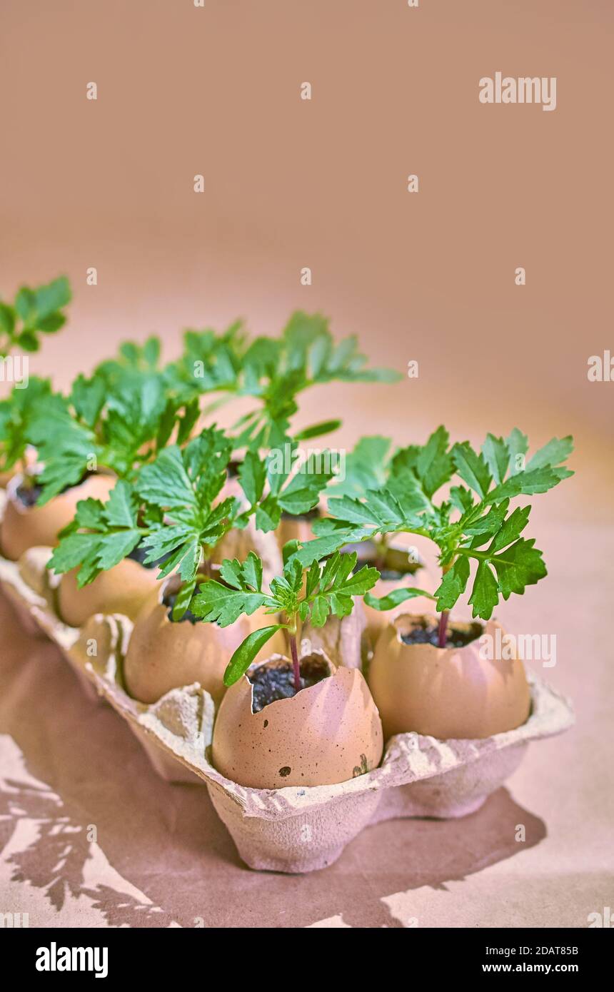 Egg boxes hi-res stock photography and images - Alamy