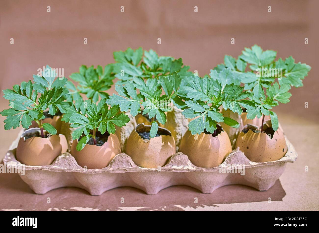 Egg boxes hi-res stock photography and images - Alamy