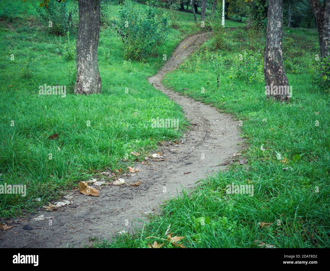 Winding footpath or pathway between the trees in nature Stock Photo - Alamy