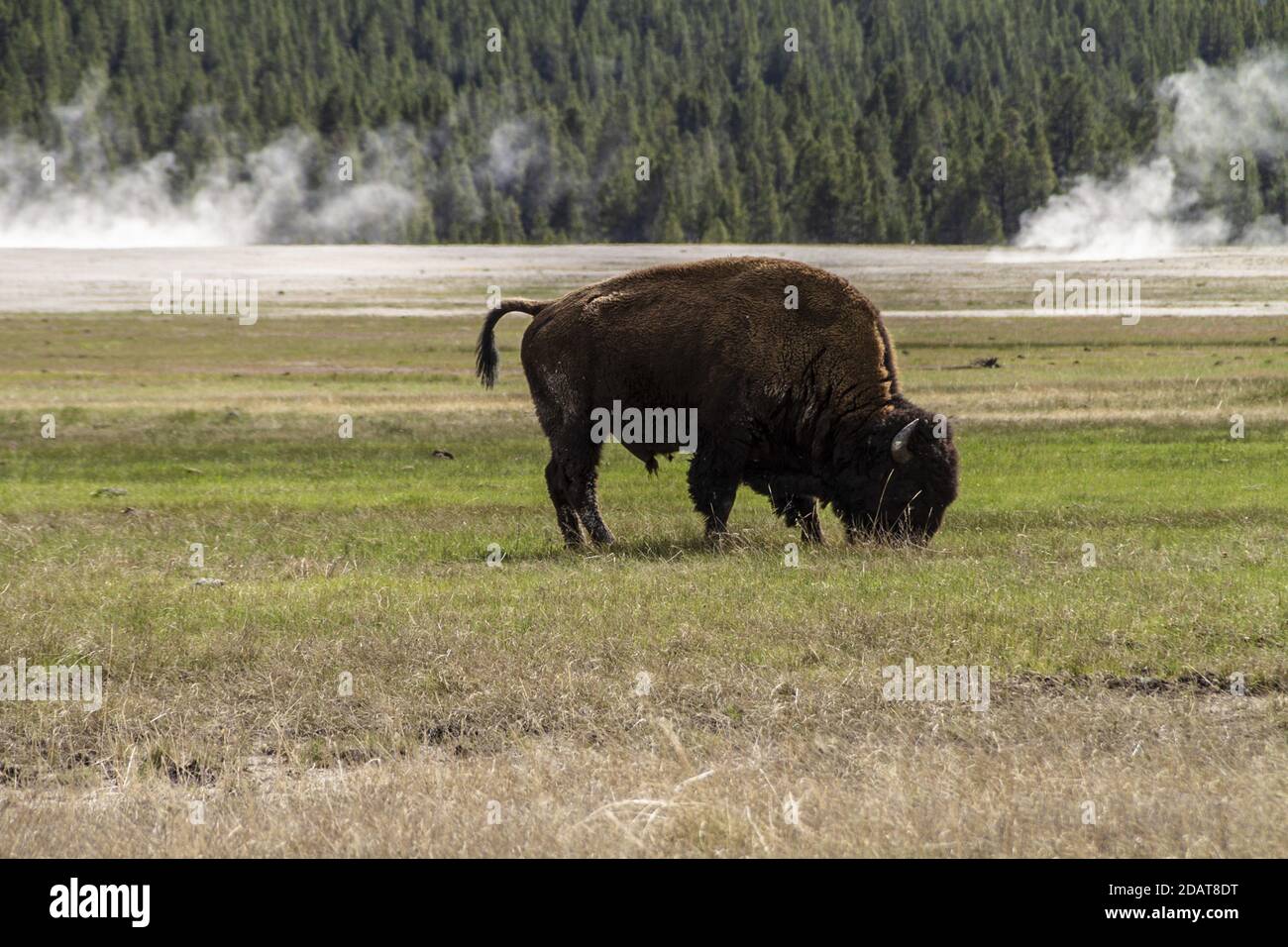 Closeup shot of a buffalo eating grass in a prairie in Yellowstone ...