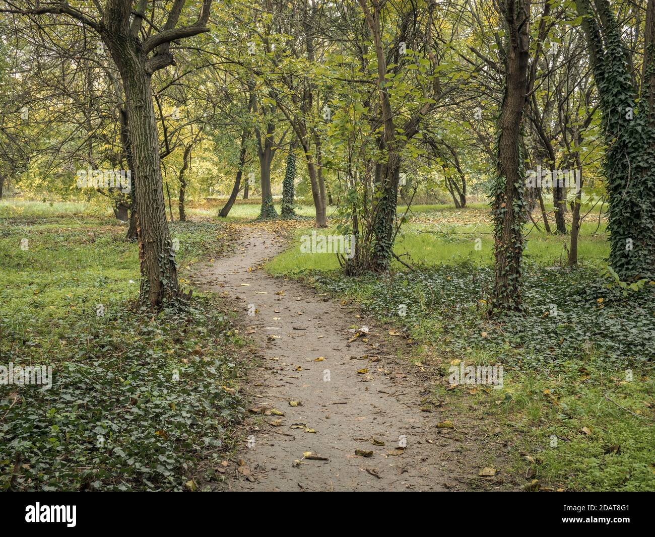 Footpath or pathway in Youth park, Bucharest. Nature trail in the ...