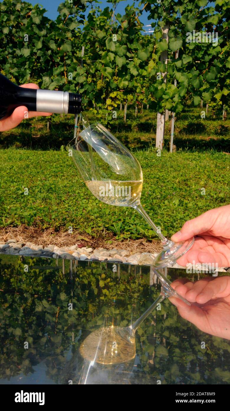 a person enjoying a glass of white wine, alcoholic beverage Stock Photo ...