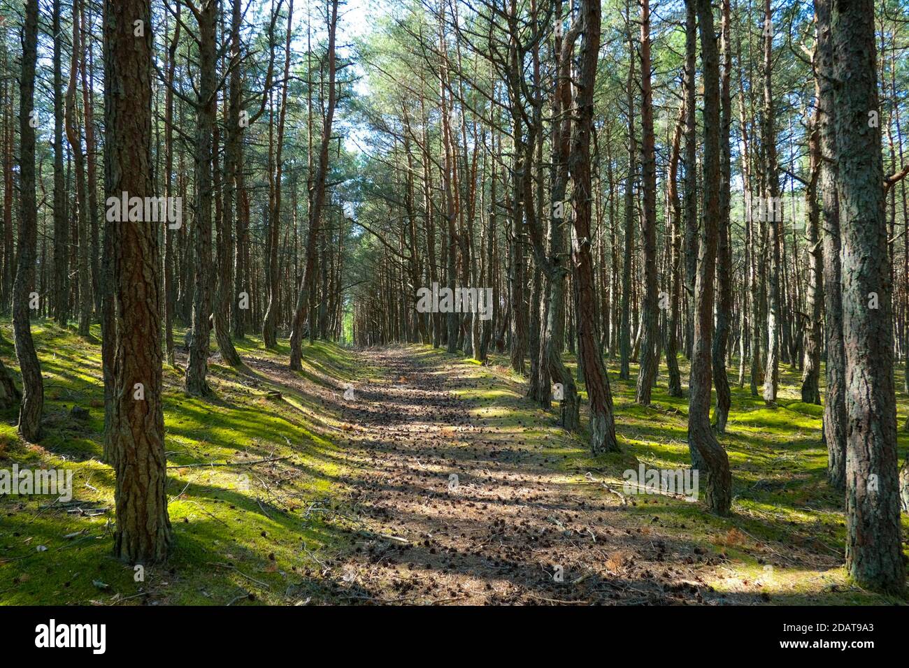 Narrow path in pine forest hi-res stock photography and images - Alamy