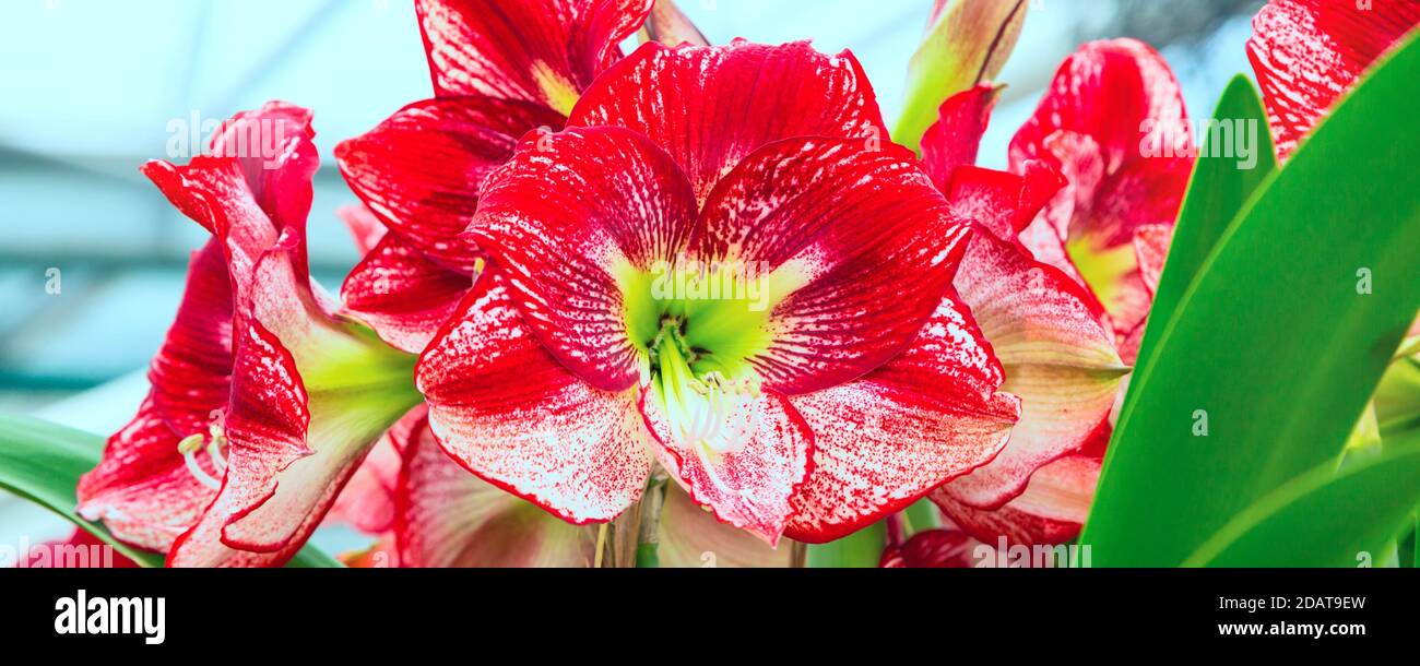 Lily banner hi-res stock photography and images - Alamy