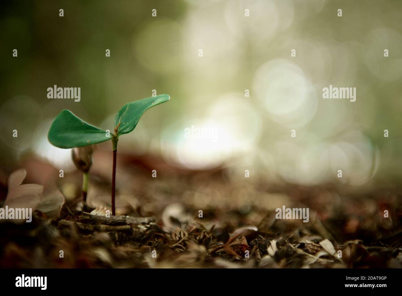 Small plant growing in sunlight and green nature background , new life ...