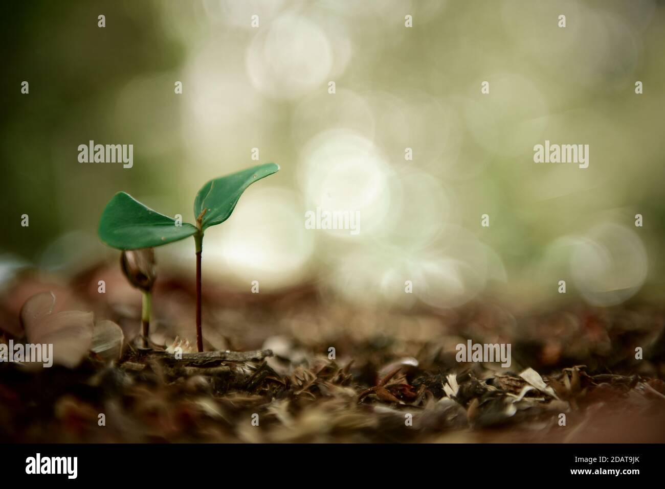Small plant growing in sunlight and green nature background , new life ...
