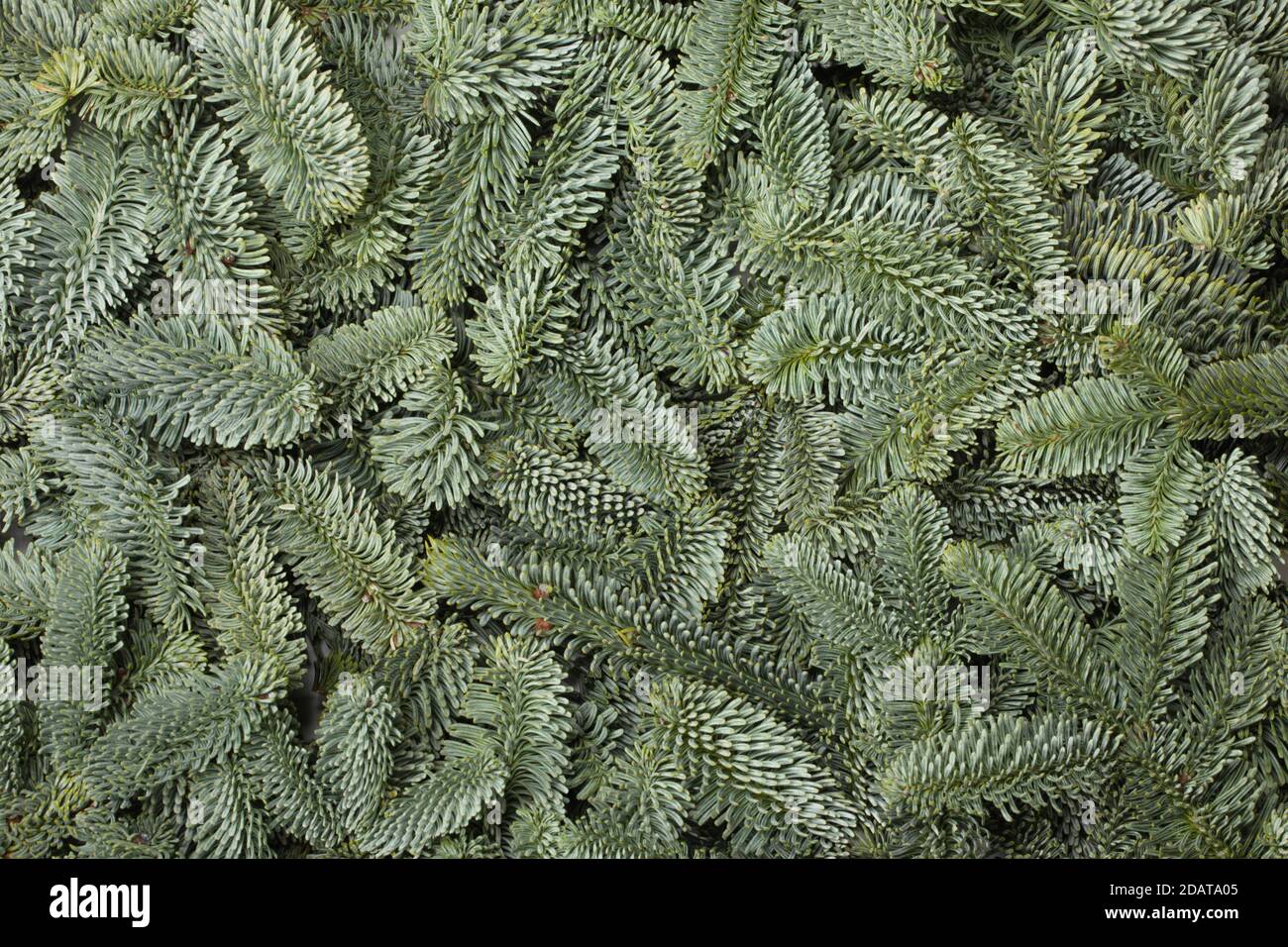 Noble fir tree hi-res stock photography and images - Alamy