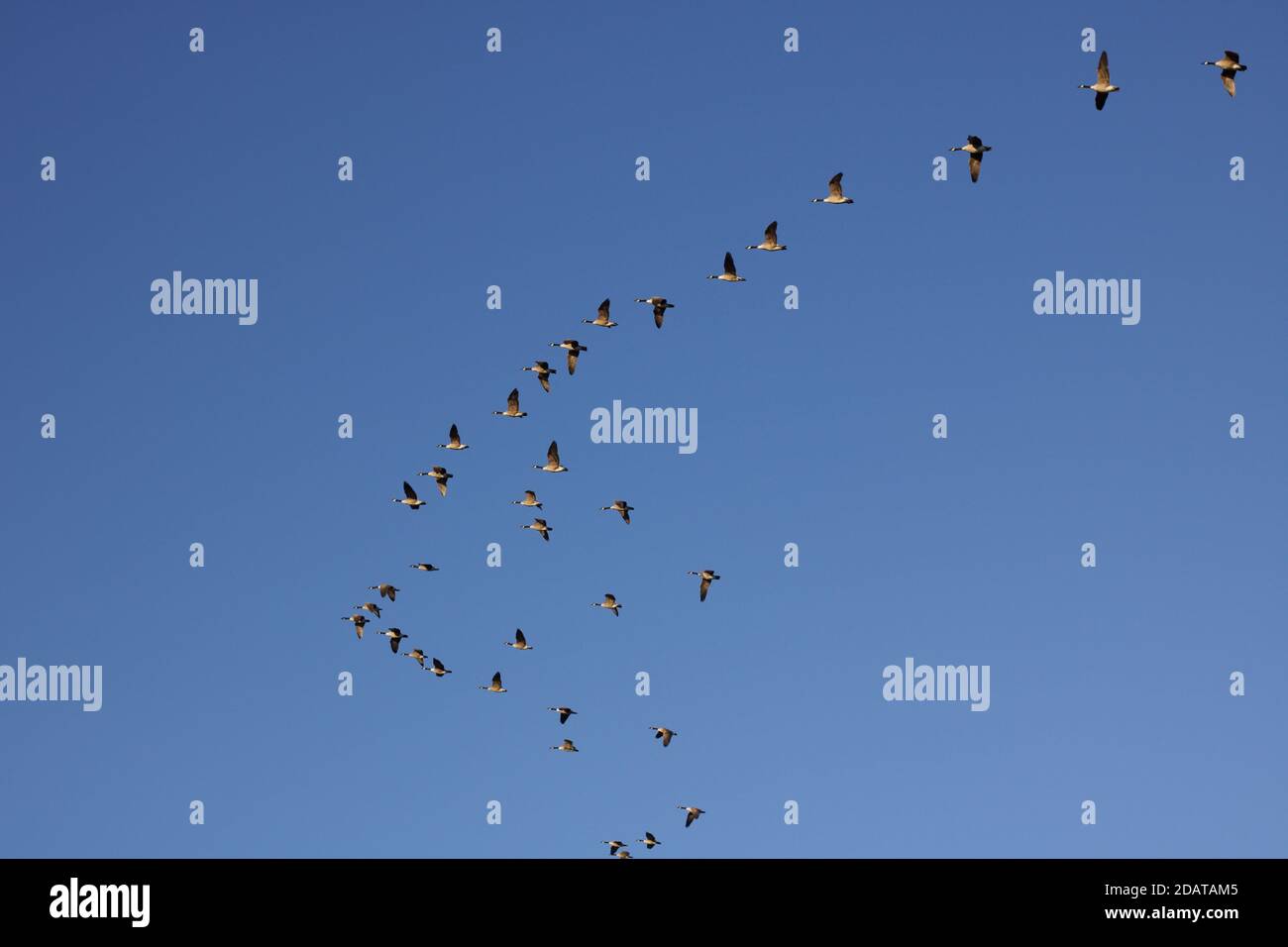 Flock of geese flying overhead on sunny day in blue sky with copyspace ...