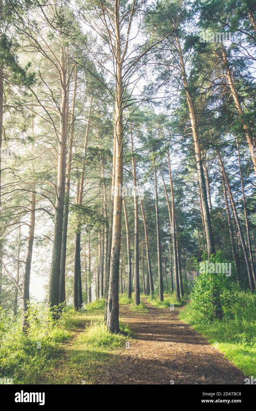 Pathway through beautiful forest with different trees Stock Photo - Alamy