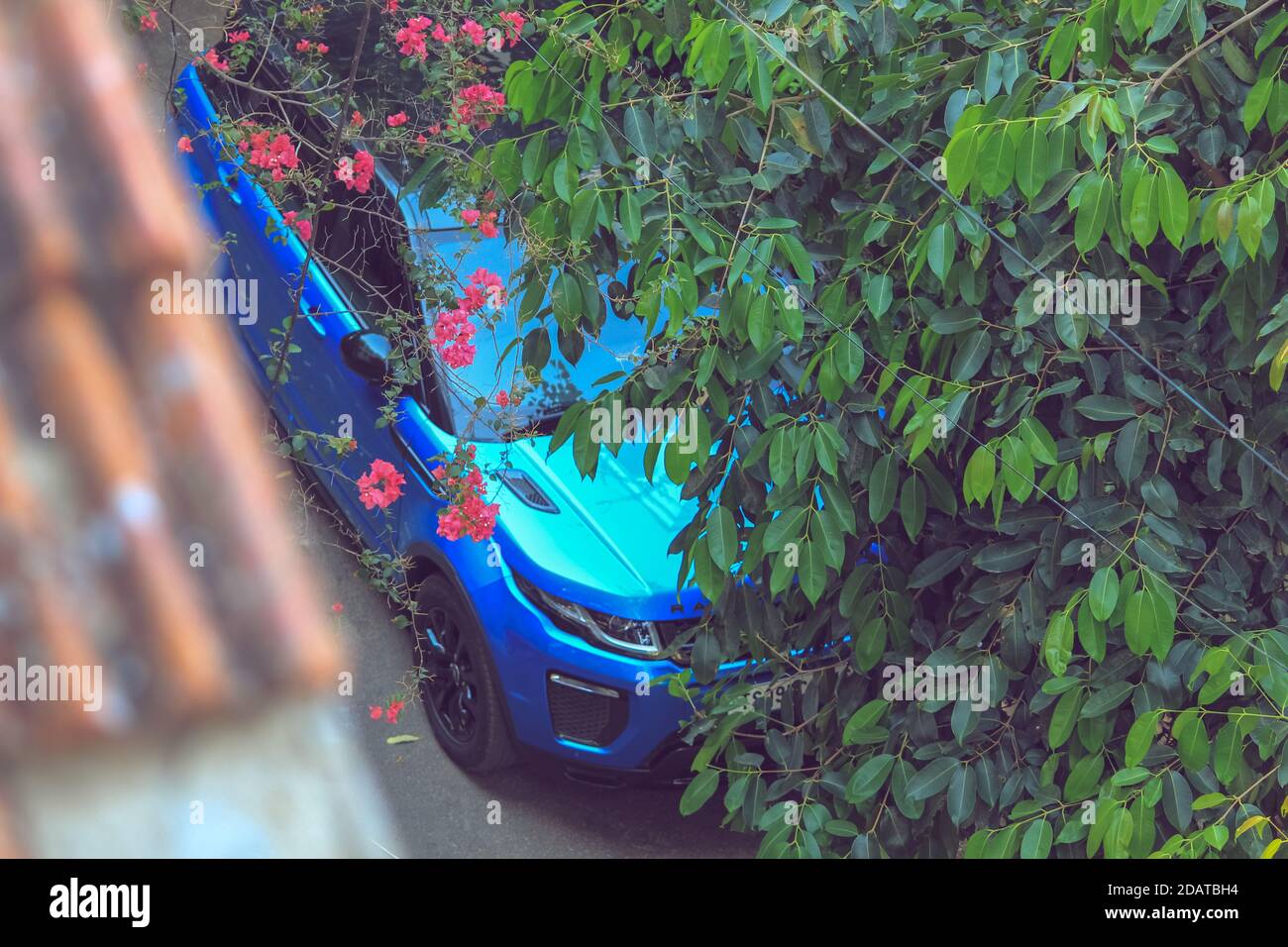 Blue colored car behind the flowering tree Stock Photo - Alamy