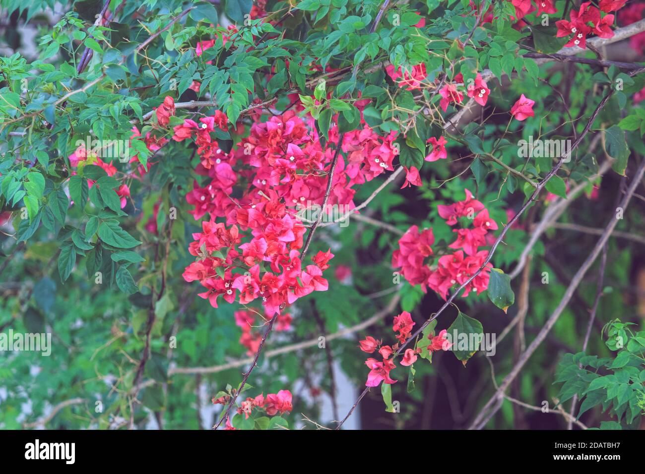 Pink paper flower blooming in the flowering tree Stock Photo - Alamy
