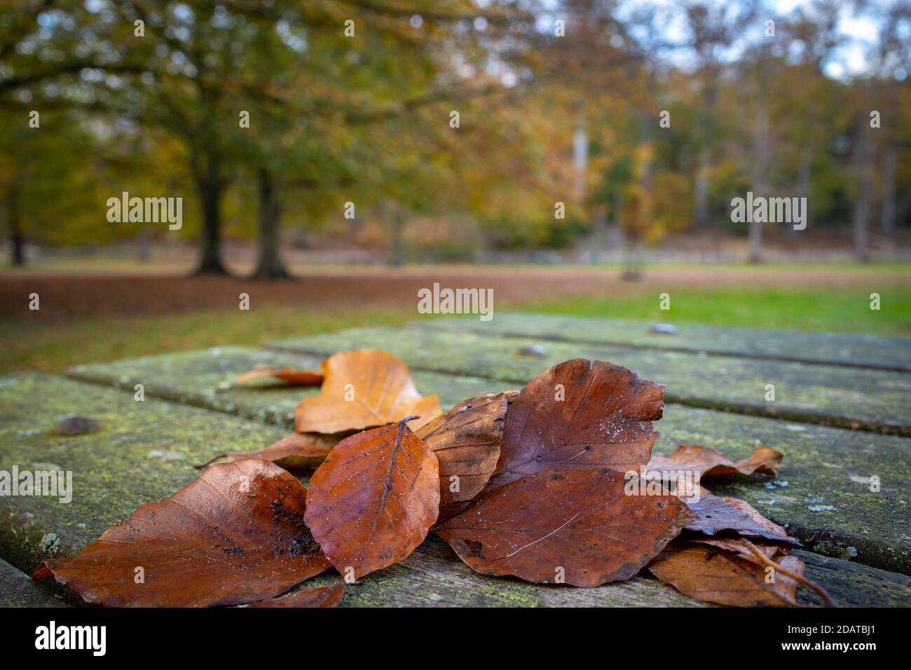 Leaves macro sierra hi-res stock photography and images - Alamy