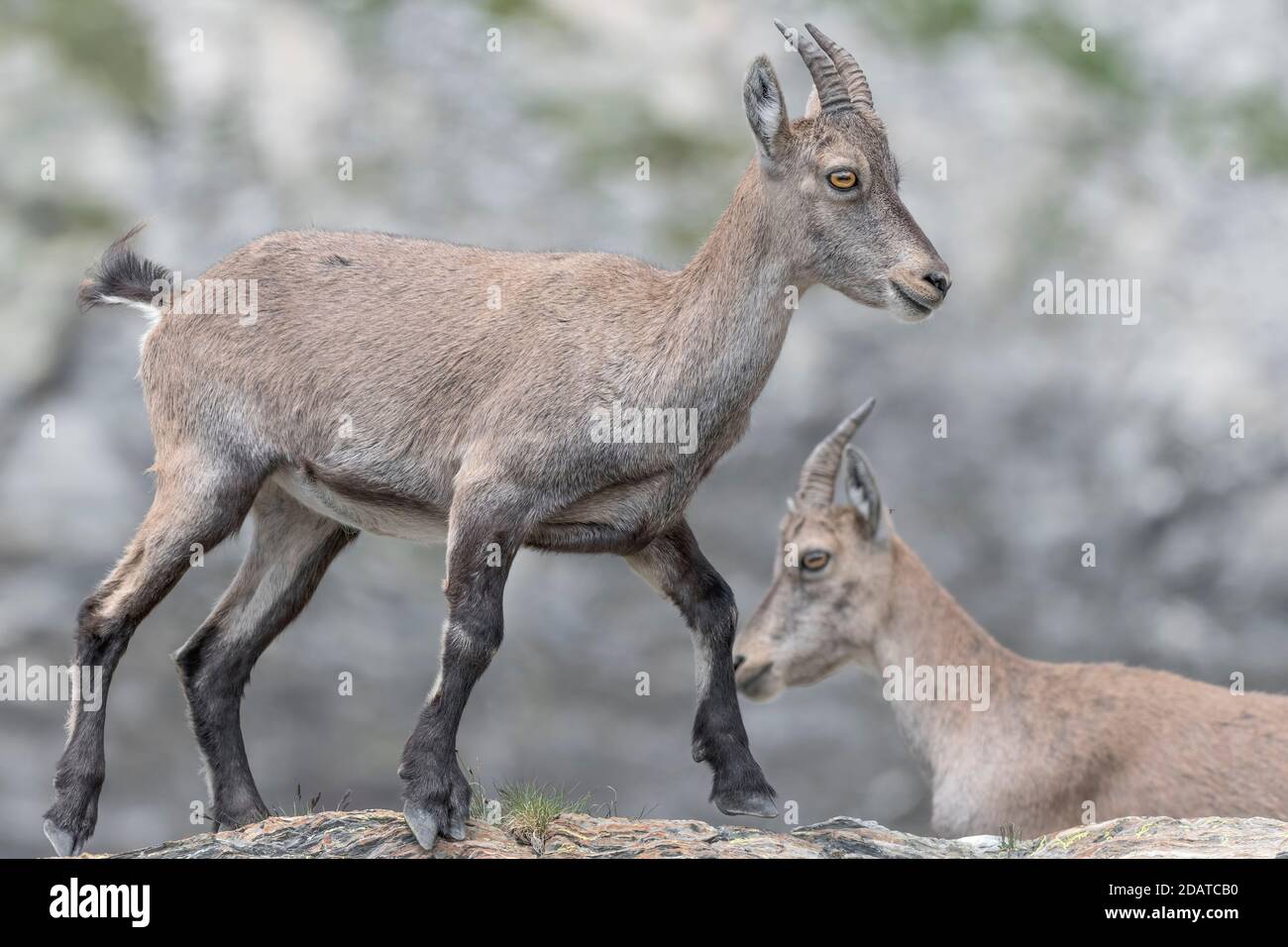 Head horns young ibex hi-res stock photography and images - Alamy