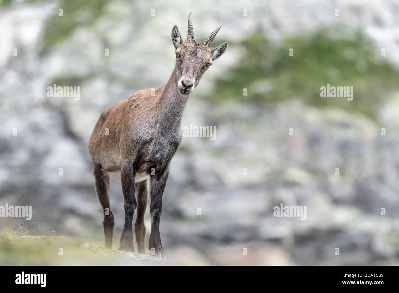 Ibex eye hi-res stock photography and images - Alamy