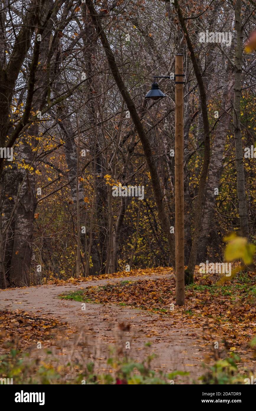 nature trails meander in autumn with leaves falling from nearby tree ...