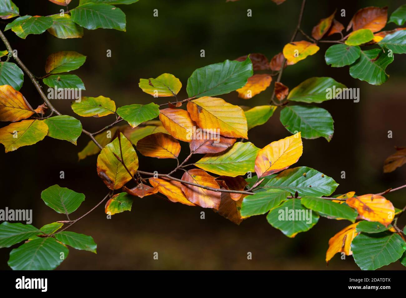 Stunning Autumn Fall forest landscape with vibrant warm Fall colours ...