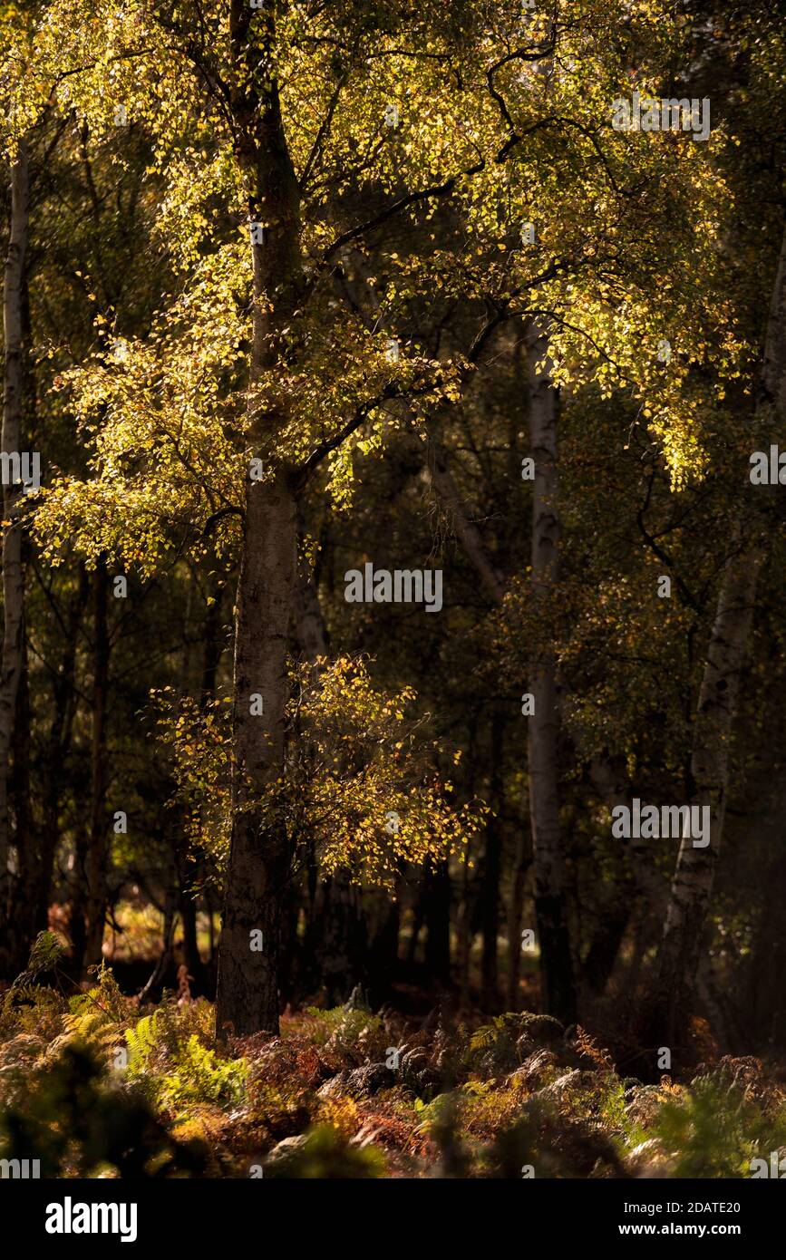 Stunning Autumn Fall landscape detail image in colorful forest in ...
