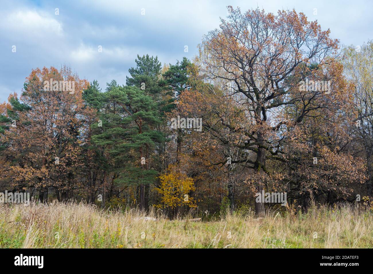 Colors of an autumn fall season in the wood Stock Photo - Alamy