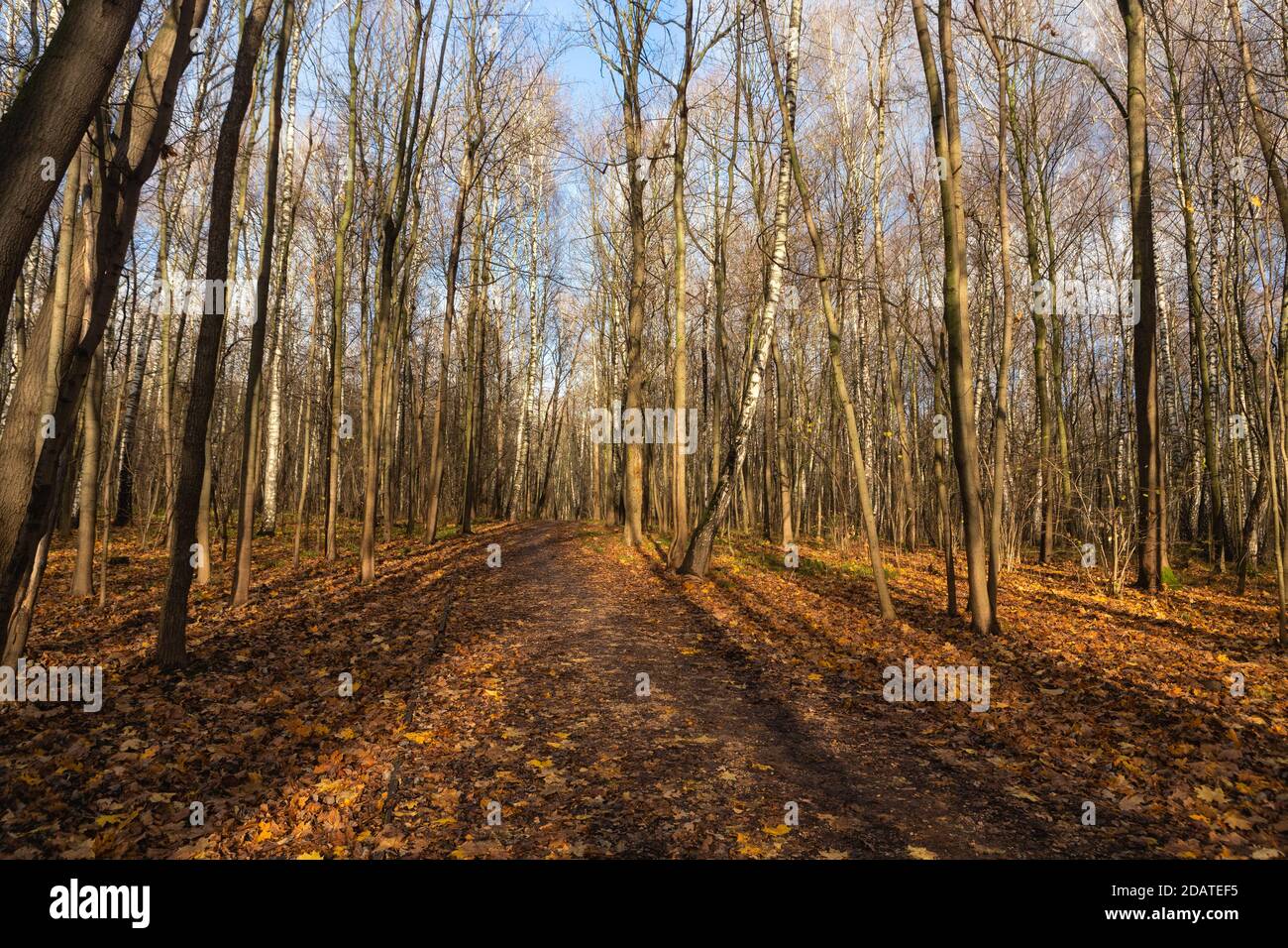 Tree shadow on pathway hi-res stock photography and images - Alamy