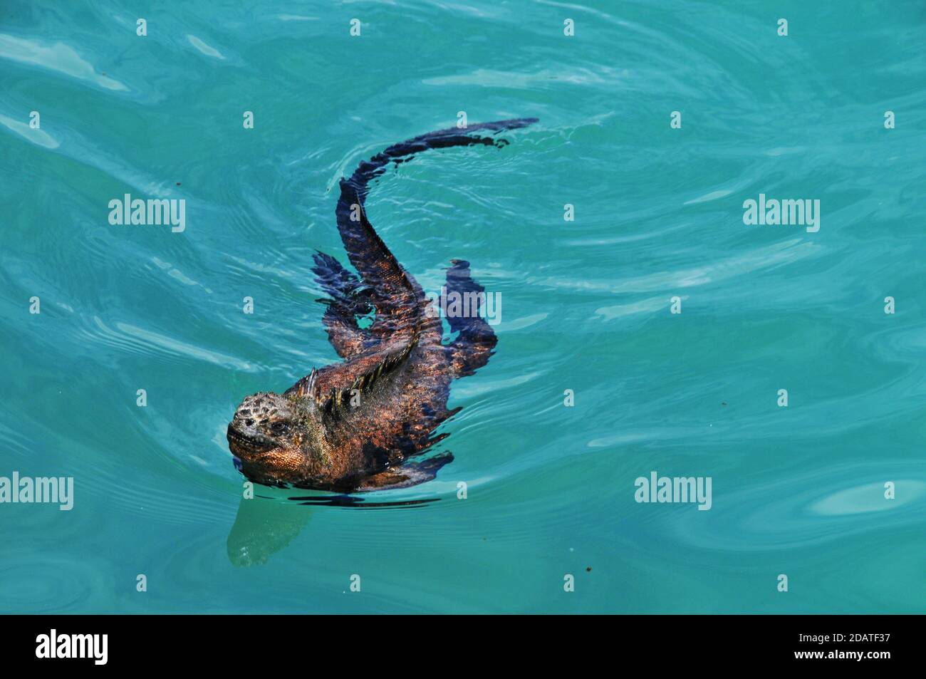 marine iguana swimming in Pacific ocean, Galapagos islands, Ecuador ...