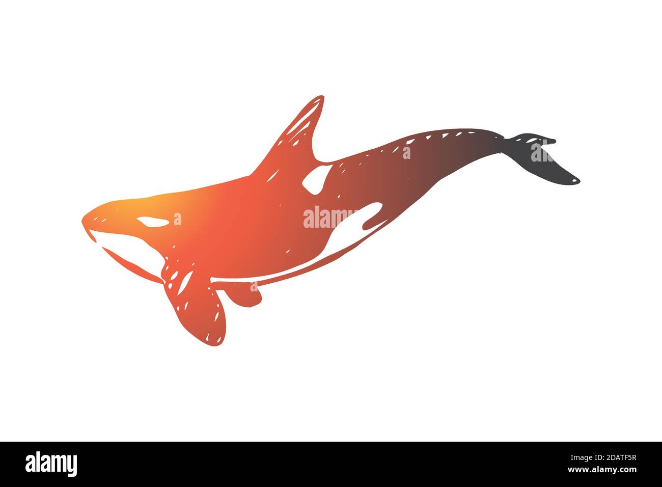 Killer whale, sea, underwater, wildlife, nature concept. Hand drawn ...