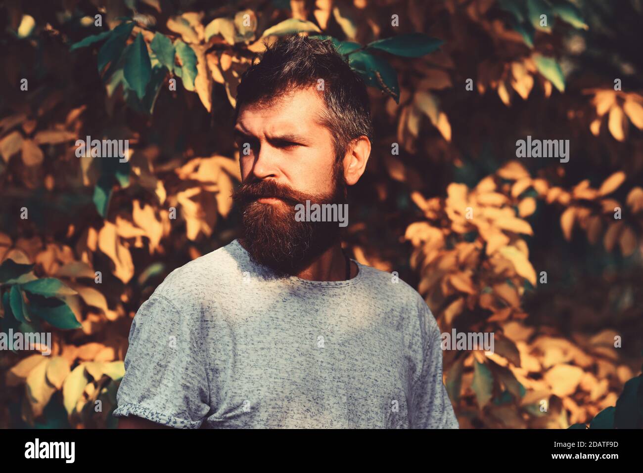 Autumn season and masculinity concept. Man with serious face on autumn ...