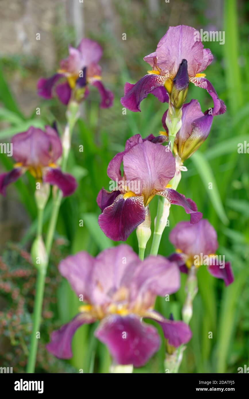 German Iris High Resolution Stock Photography and Images - Alamy