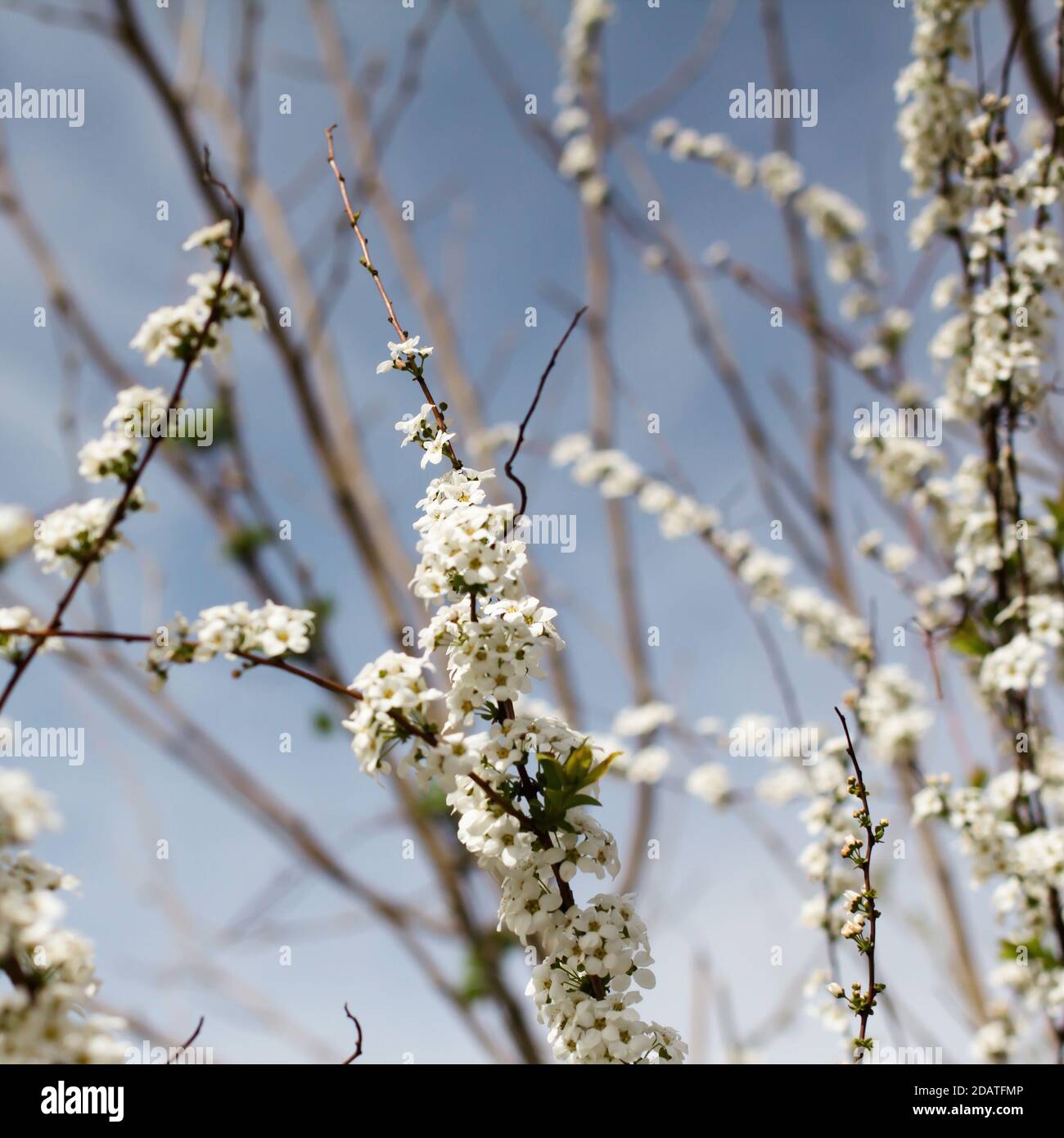 White flowers on a branch Stock Photo - Alamy