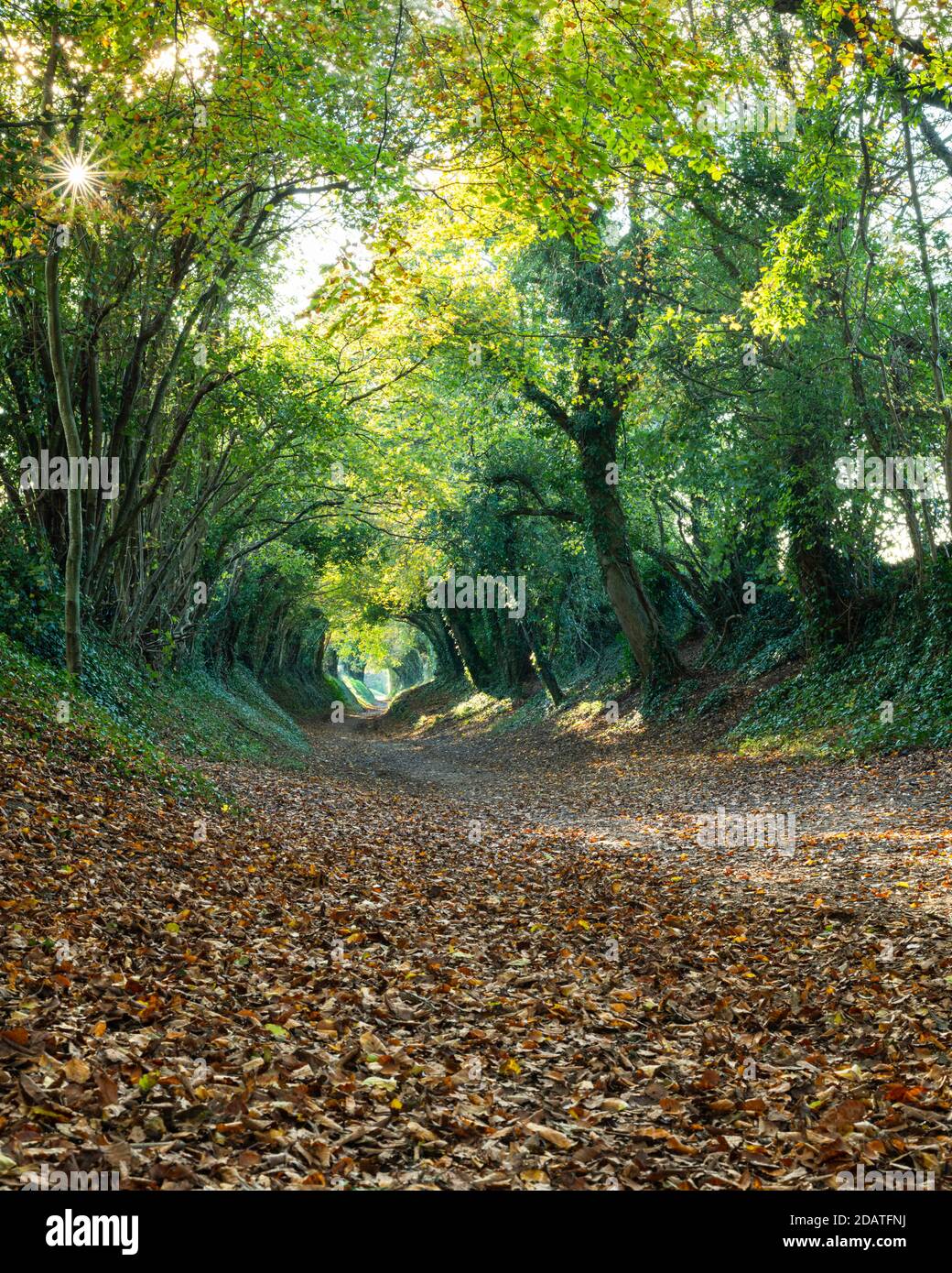 Scenic tree covered path in afternoon light Stock Photo - Alamy