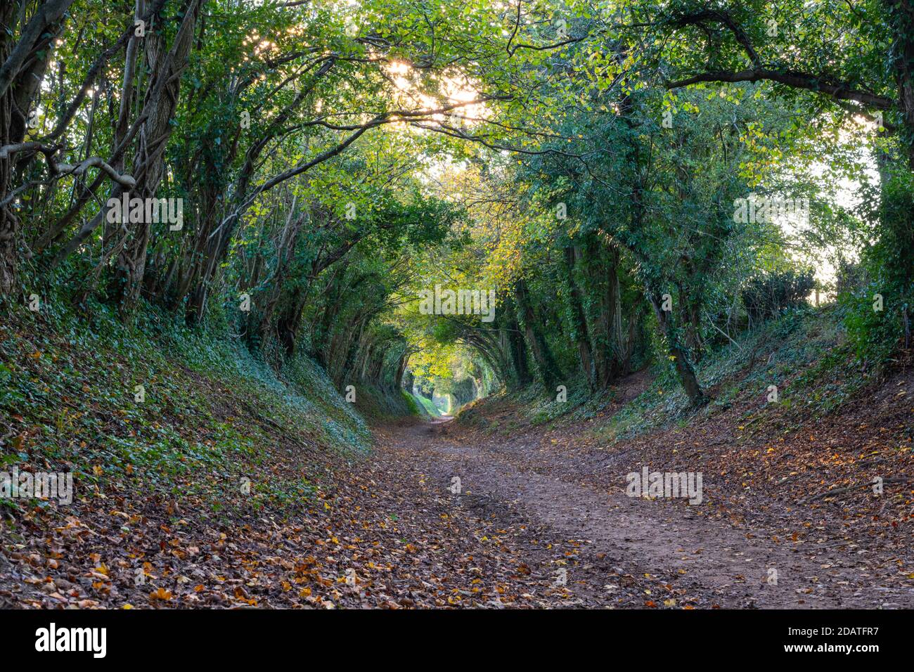 Pathway covered in leaves hi-res stock photography and images - Alamy
