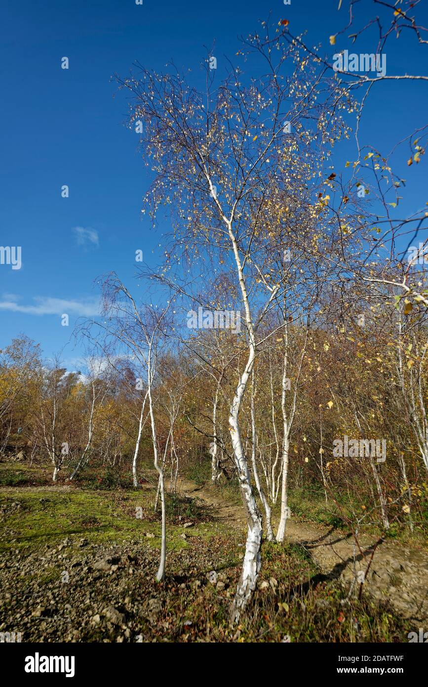 Silver birch tree rock hi-res stock photography and images - Alamy