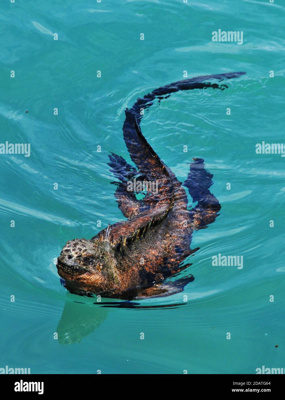 Marine Iguana Swimming