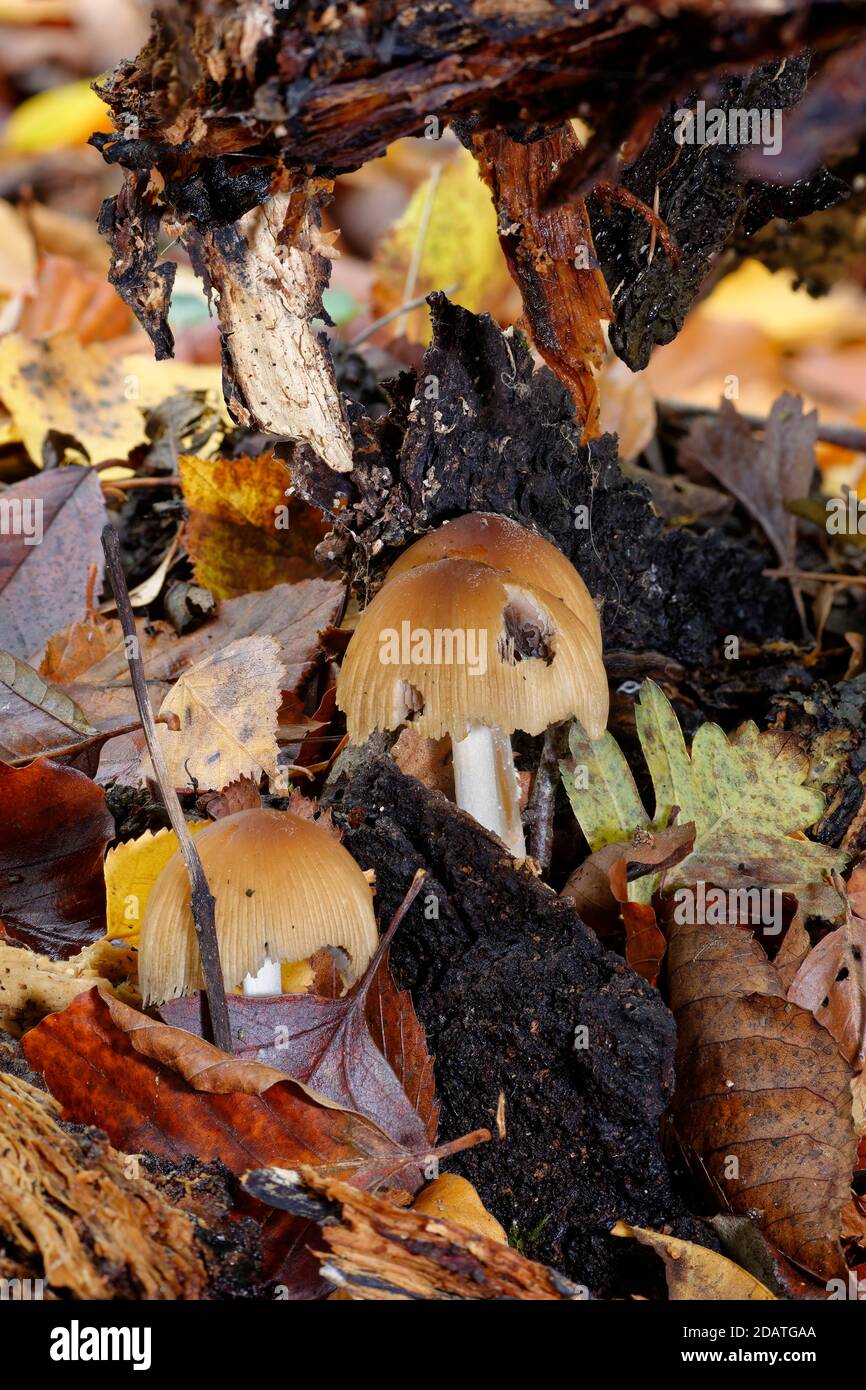 Glistening Ink Cap Fungi - Coprinellus micaceus, in leaf litter under ...